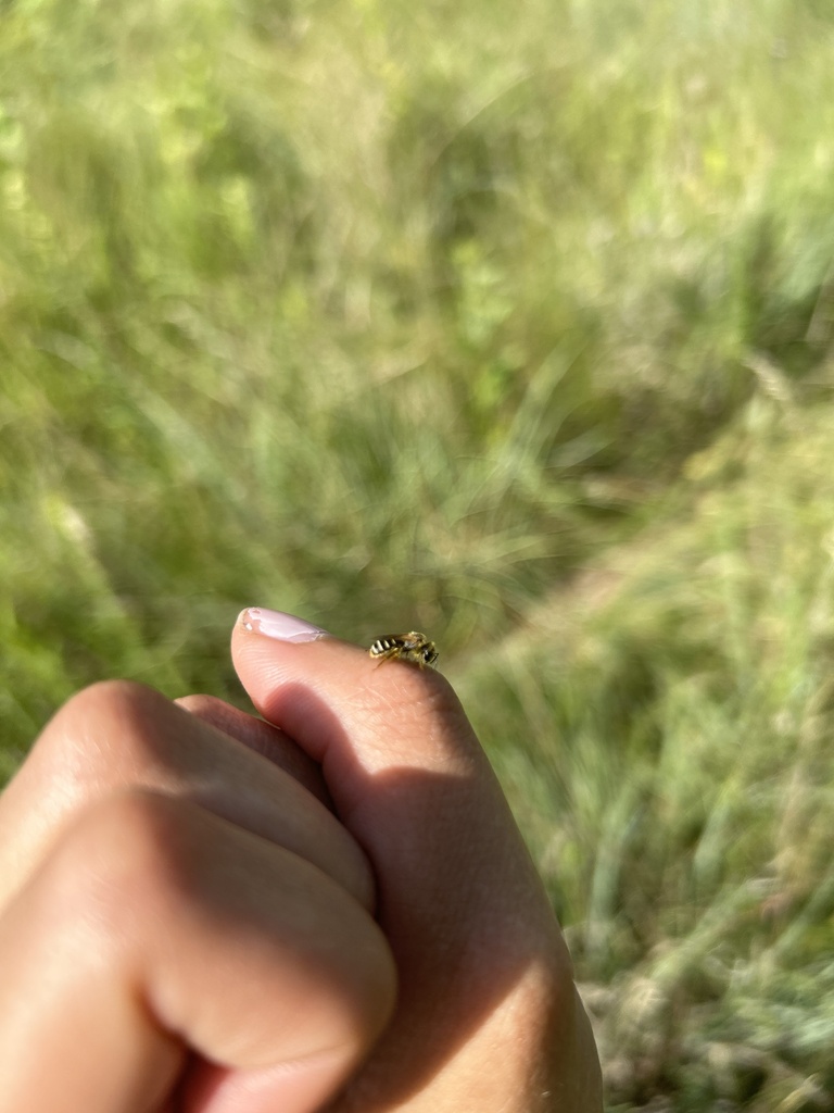 Confusing Furrow Bee from 20th St, Grinnell, IA, US on July 13, 2023 at ...