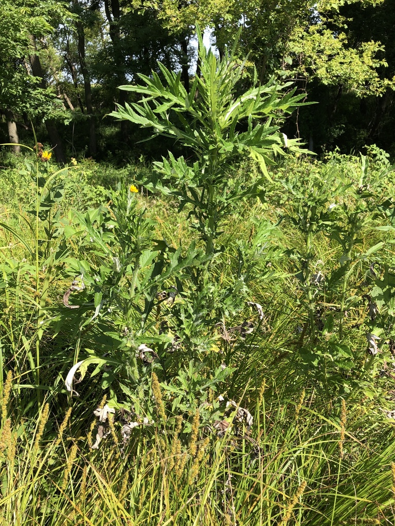 Plume Thistles from 20th St, Grinnell, IA, US on July 13, 2023 at 10:09 ...