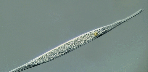 Amphileptus filum · iNaturalist