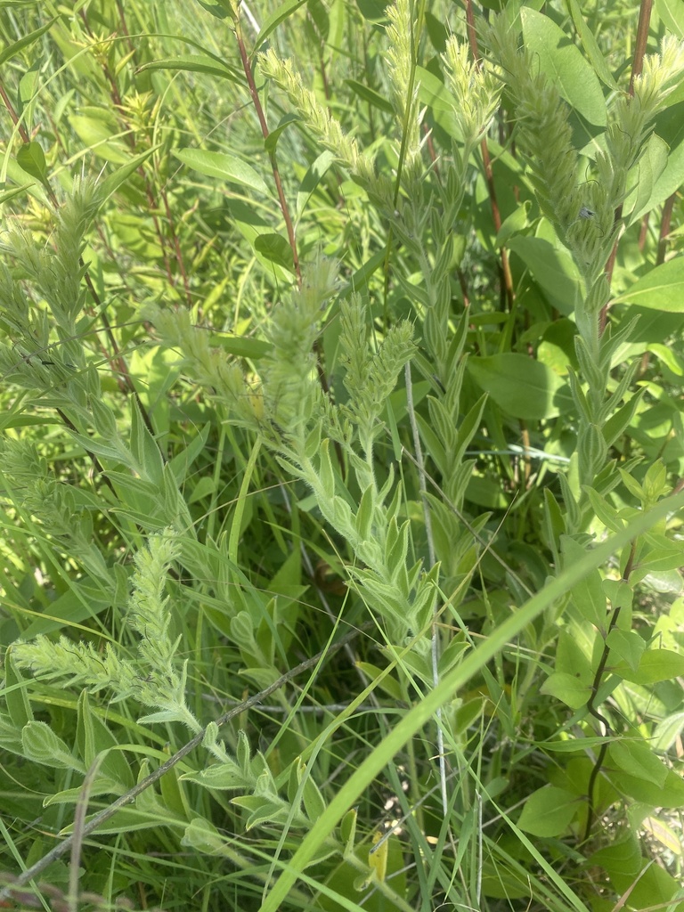 western false gromwell from 20th St, Grinnell, IA, US on July 13, 2023 ...