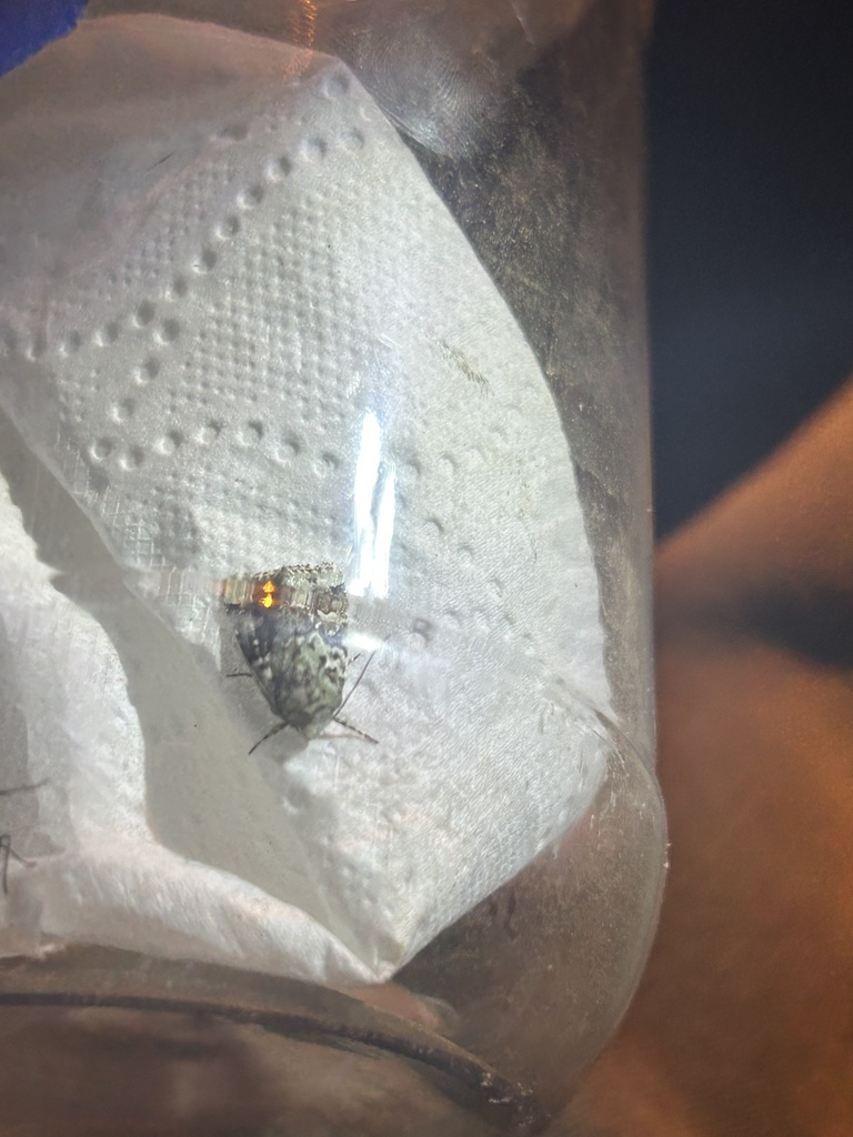 Winged and Once-winged Insects from Coconino National Forest, Flagstaff ...