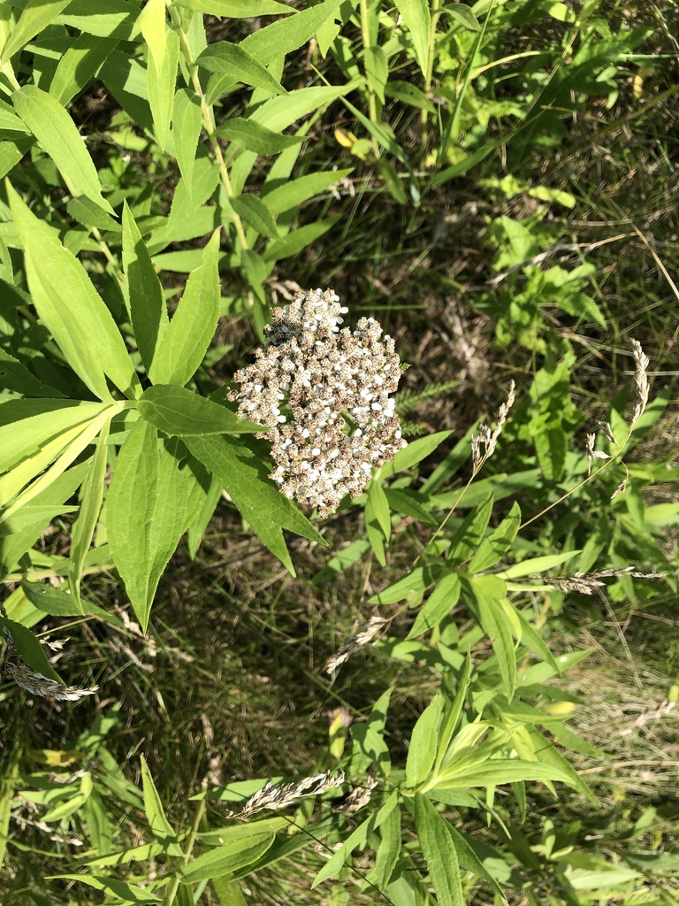 common yarrow from 20th St, Grinnell, IA, US on July 13, 2023 at 10:20 ...