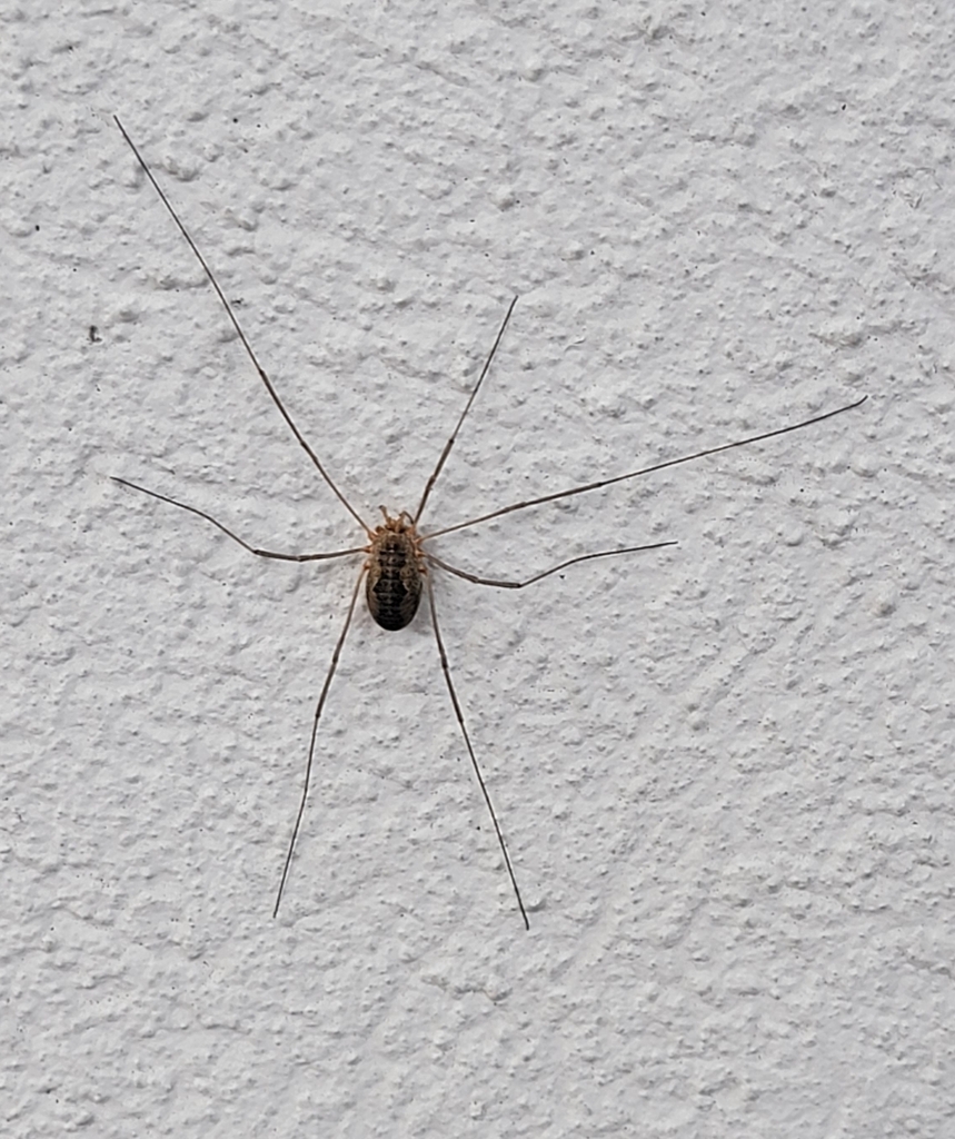 European Harvestman from Fredericton, NB E3B 1B2, Canada on July 13 ...