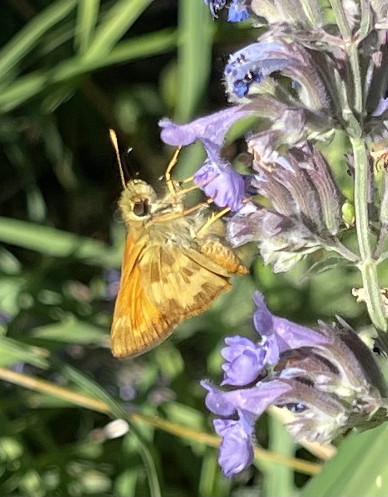 Taxiles Skipper from Dime Rd, Boulder, CO, US on July 13, 2023 at 07:37 ...