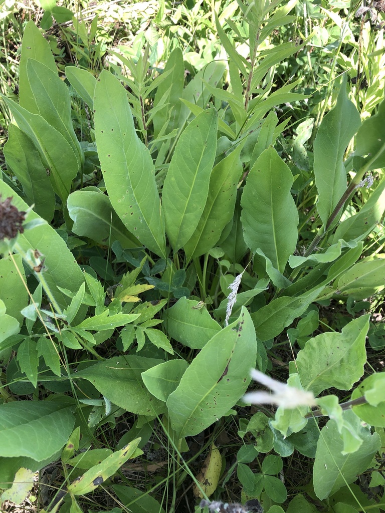 prairie dock from 20th St, Grinnell, IA, US on July 13, 2023 at 10:25 ...