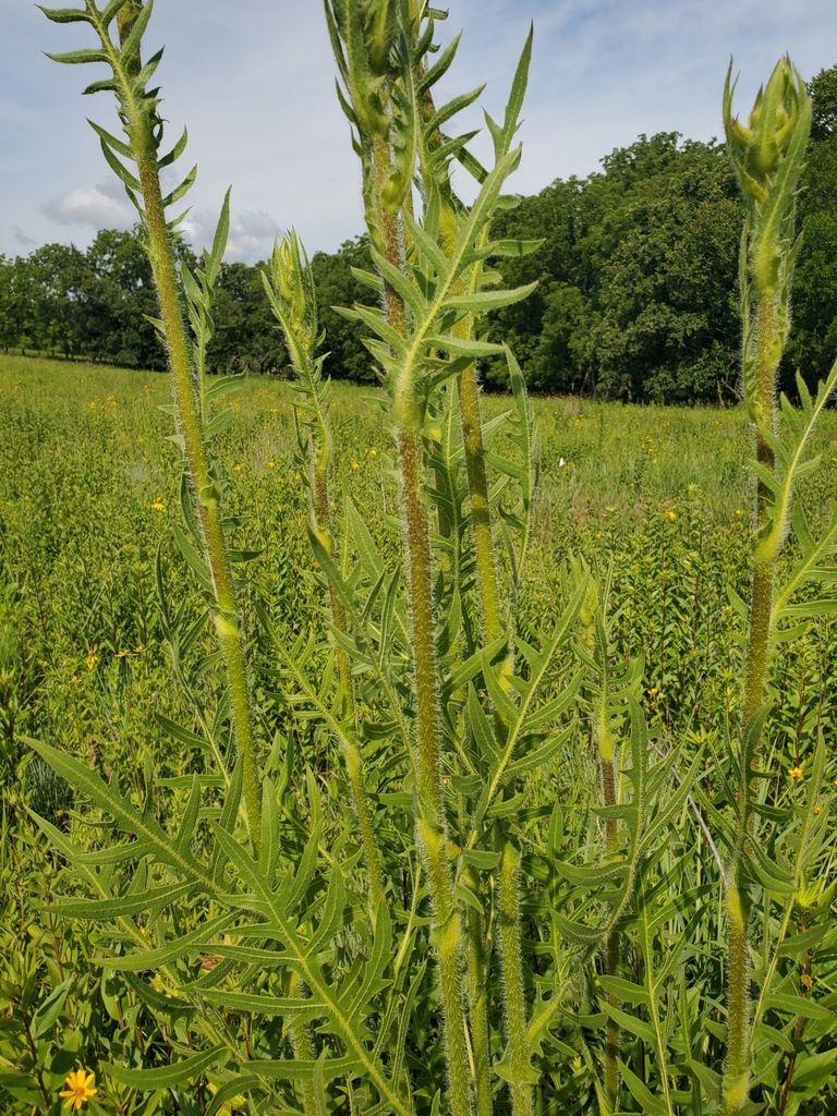 compass plant from Oakland Acres, IA 50112, USA on July 13, 2023 at 10: ...