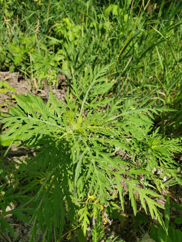 common ragweed from Oakland Acres, IA 50112, USA on July 13, 2023 at 10 ...