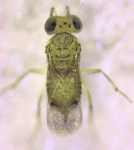 黄蚜小蜂属 (Aphytis)