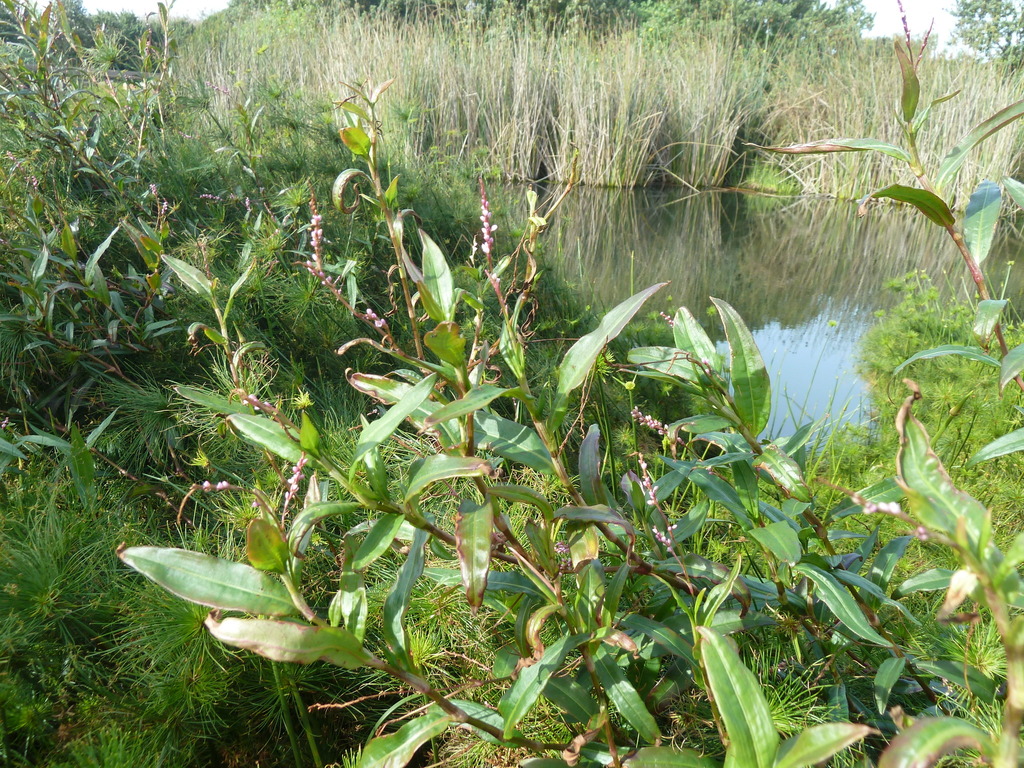slender knotweed from City of Cape Town, Western Cape, South Africa on ...