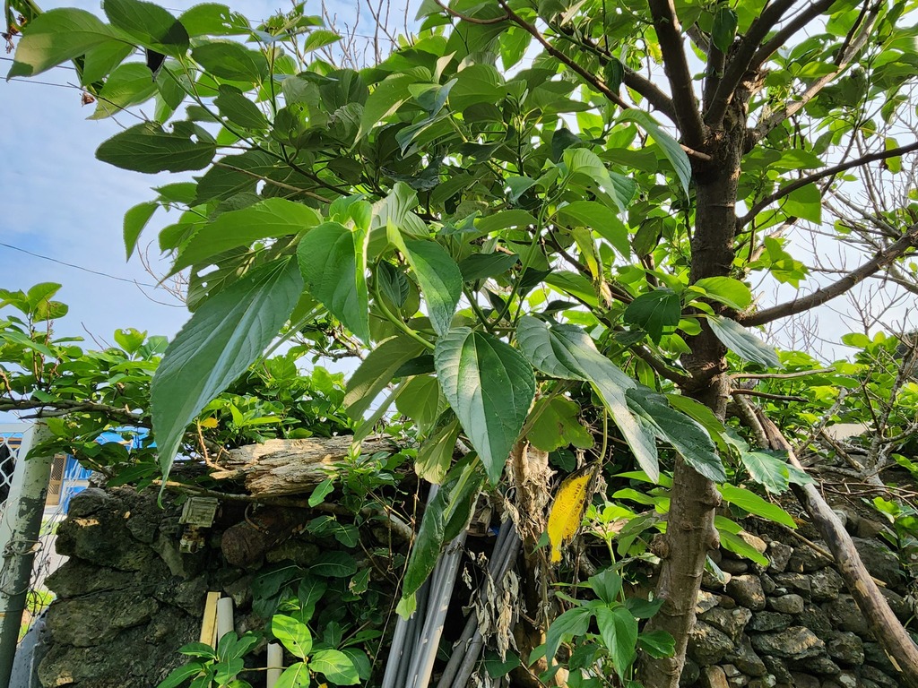 Pipturus arborescens from 台灣台東縣 on April 6, 2023 at 07:46 AM by 胡正恆 ...