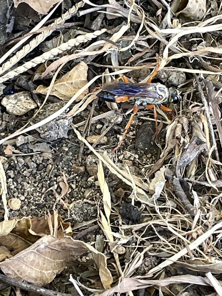 Great Golden Digger Wasp from Moffat Rd, Temple, TX, US on July 13 ...