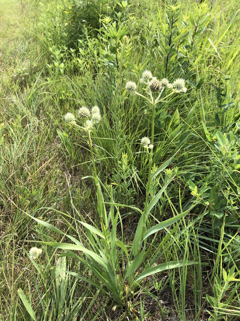 rattlesnake master from 20th St, Grinnell, IA, US on July 13, 2023 at ...