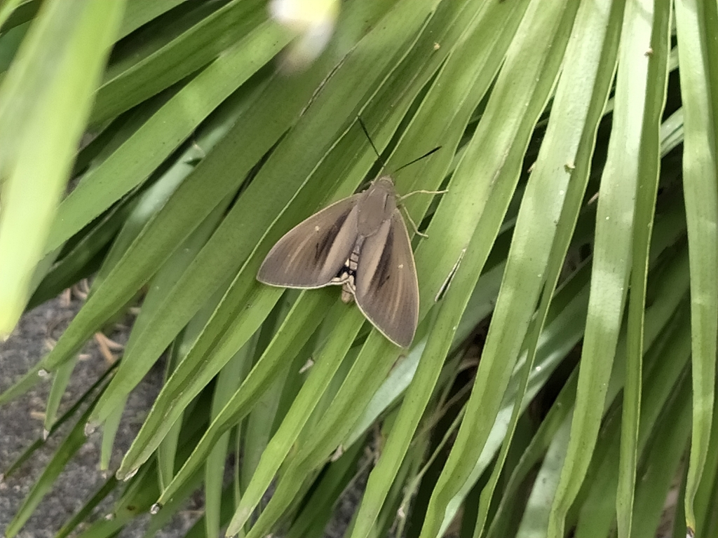 Palm Moth from Aldrovandi, 00197 Roma RM, Italia on July 13, 2023 at 11:46 AM by Flavio Rocchi ...