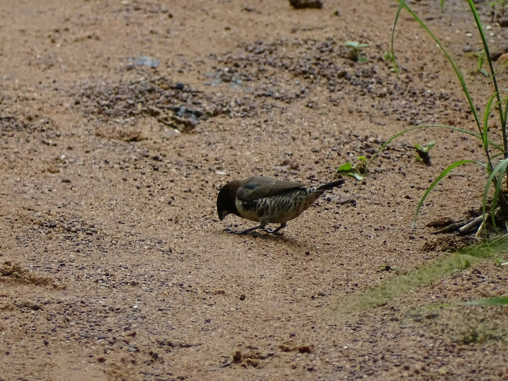 Bronze Mannikin from Kérou, Bénin on July 13, 2023 at 11:00 AM by ...