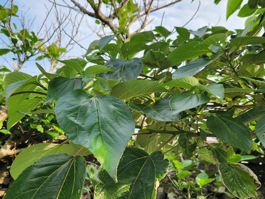 Pipturus arborescens from 台灣台東縣 on April 6, 2023 at 07:47 AM by 胡正恆 ...