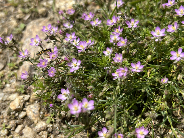 Red Sand Spurrey from Autonome Provinz Bozen - Südtirol, Italien on ...