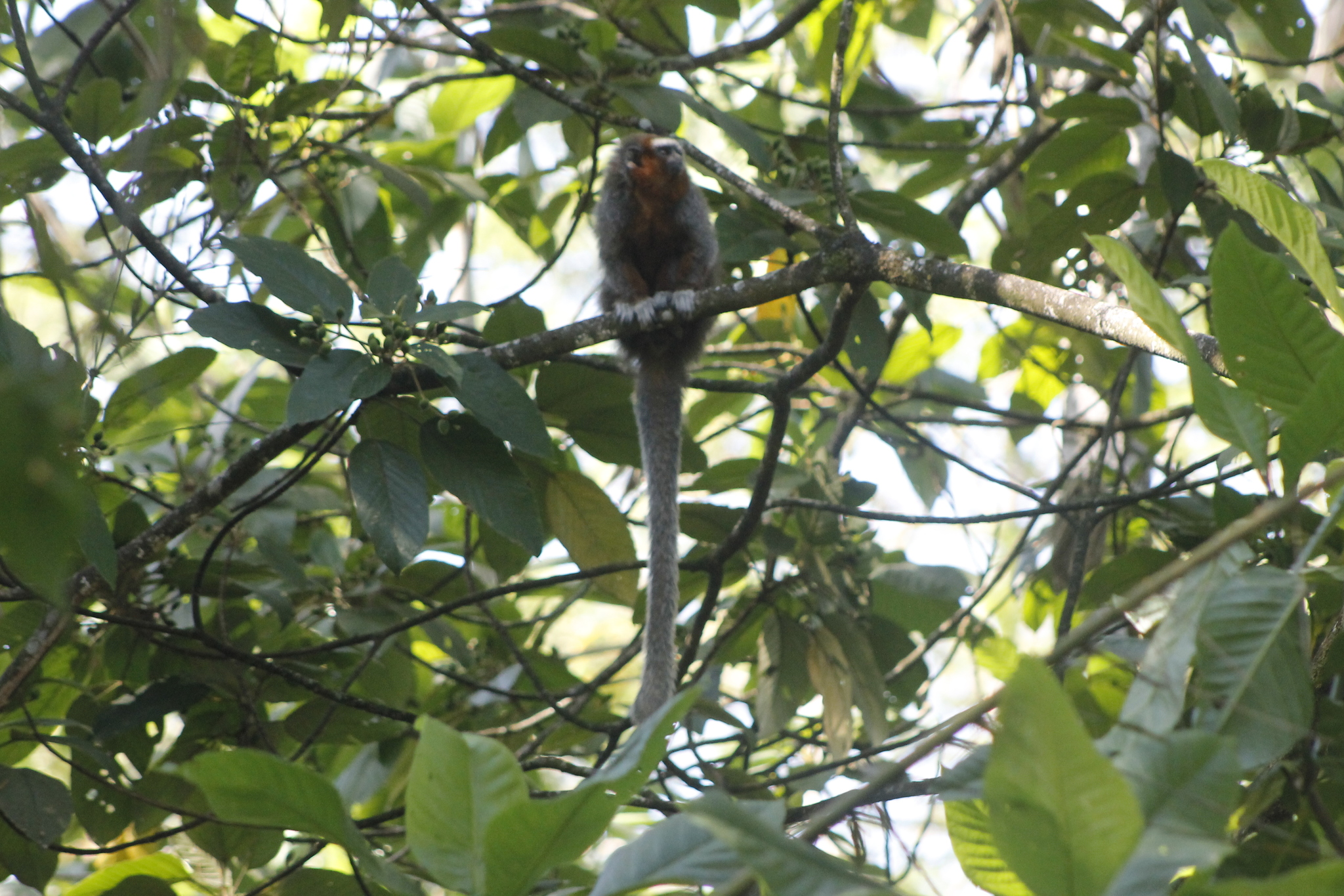 Plecturocebus ornatus (Gray, 1866)