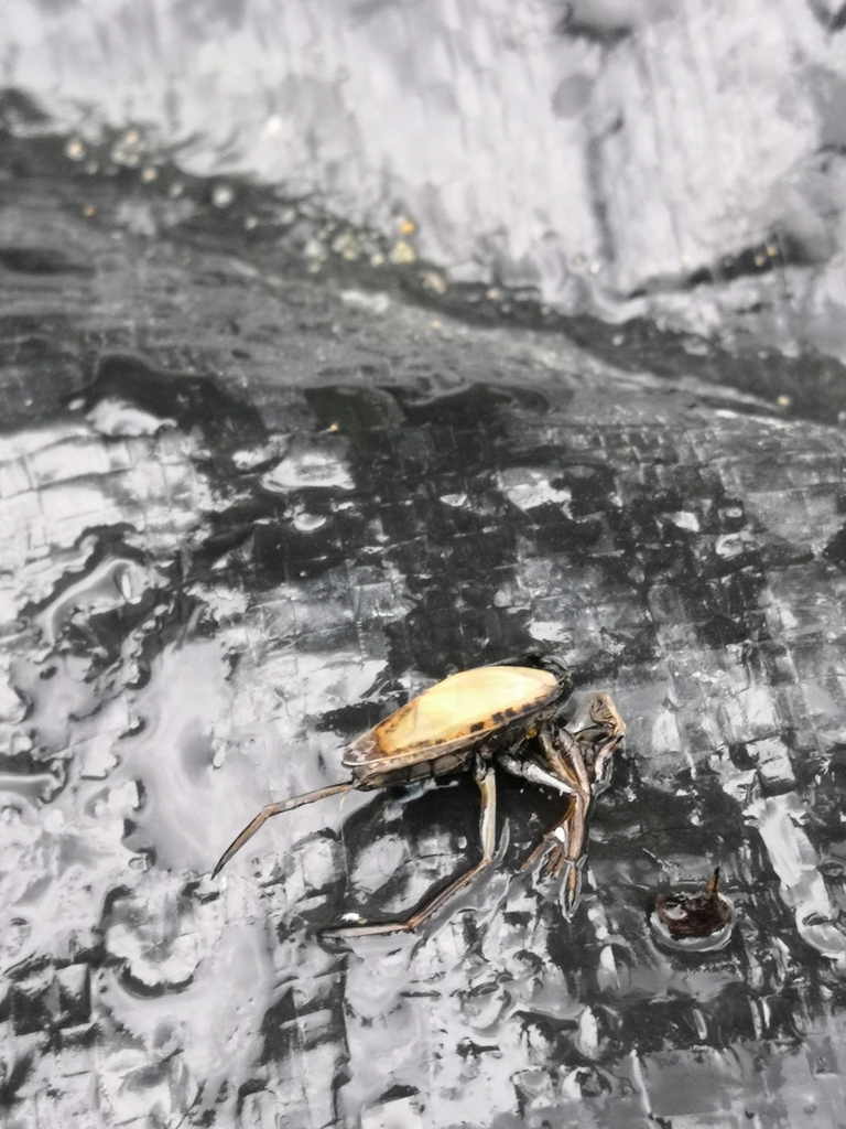 Greater Water Boatman from London N17 9AZ, UK on July 12, 2023 at 03:34 ...