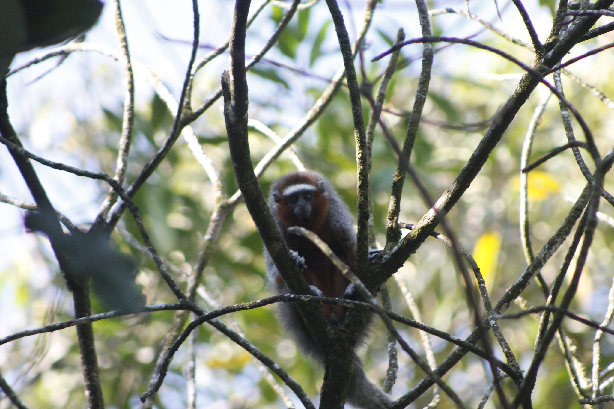 Plecturocebus ornatus (Gray, 1866)