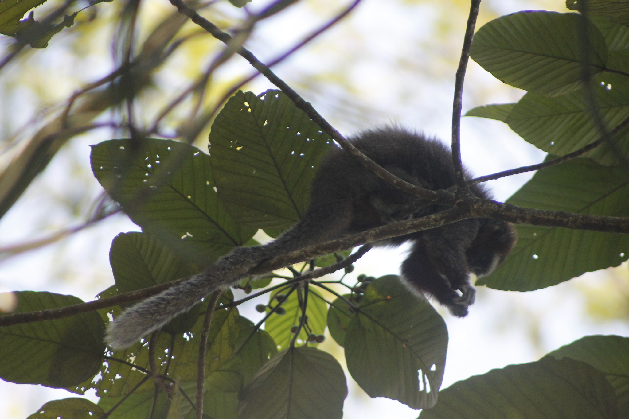 Plecturocebus ornatus (Gray, 1866)