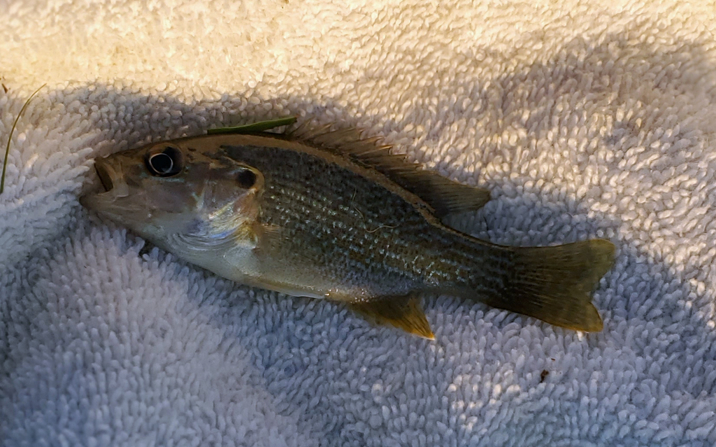 Green Sunfish from Lynn Lane, Tulsa, OK, USA on July 9, 2023 at 08:04 ...