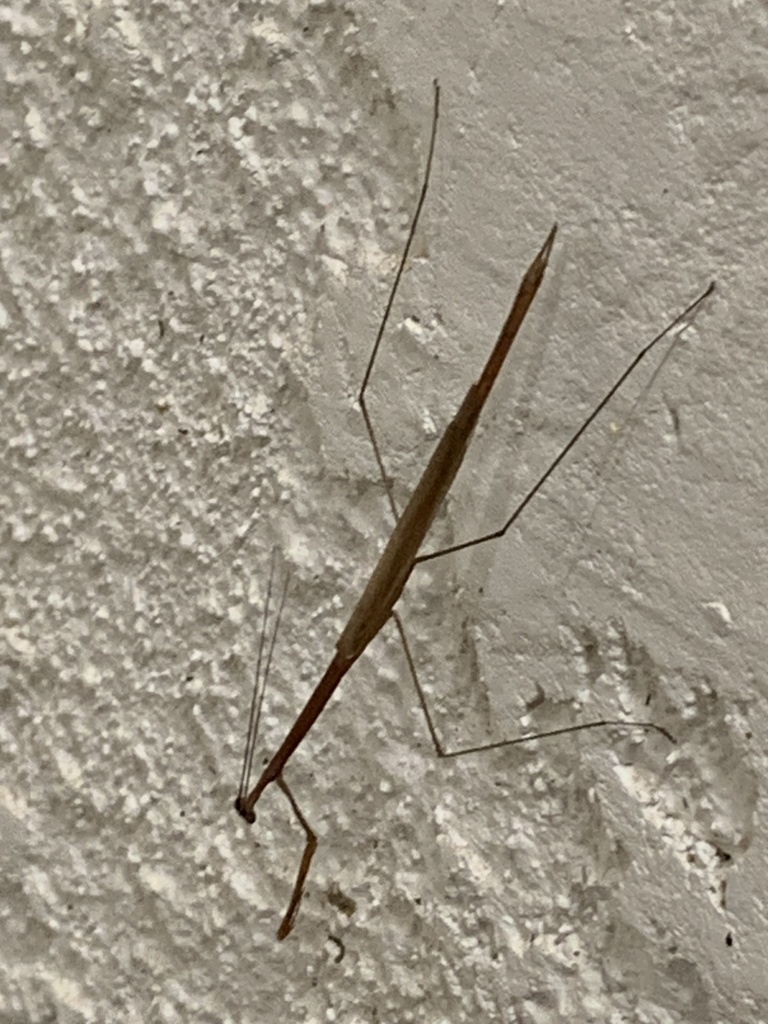 American Grass Mantis from camp mohawk, Alvin, TX, US on July 13, 2023 ...