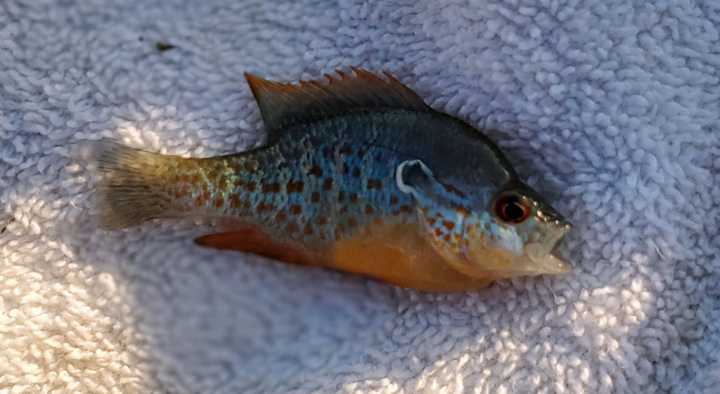 Orangespotted Sunfish from Lynn Lane, Tulsa, OK, USA on July 9, 2023 at ...