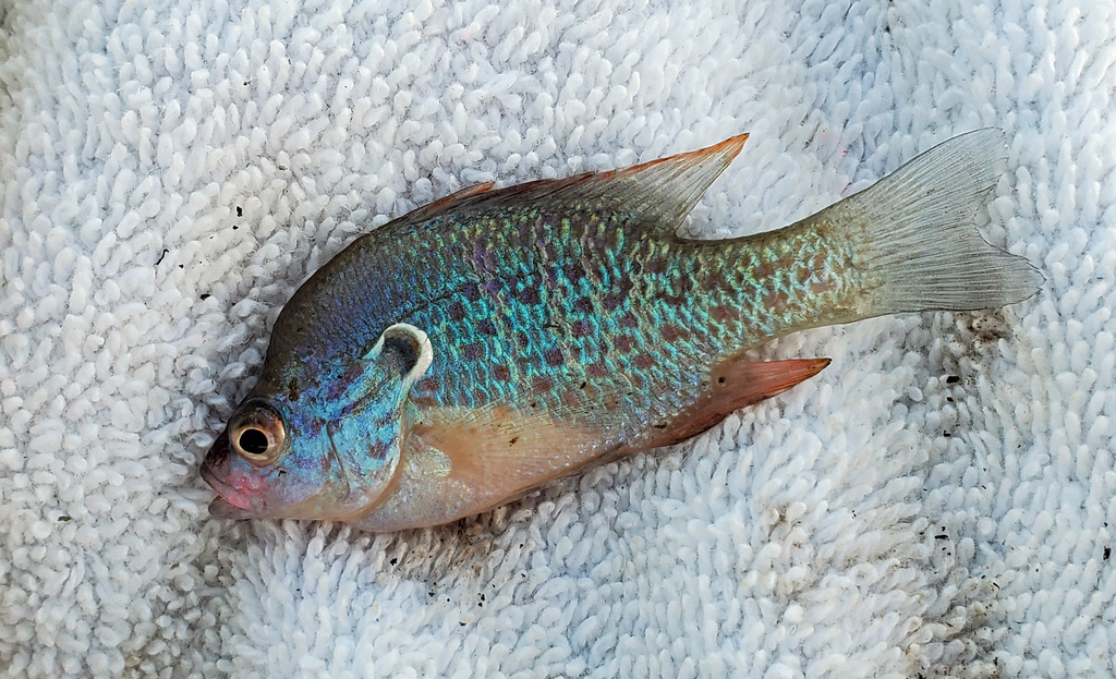 Orangespotted Sunfish from Lynn Lane, Tulsa, OK, USA on July 9, 2023 at ...