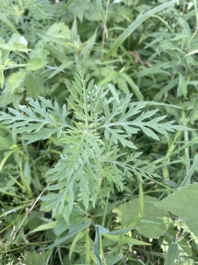 western ragweed from 20th St, Grinnell, IA, US on July 13, 2023 at 11: ...