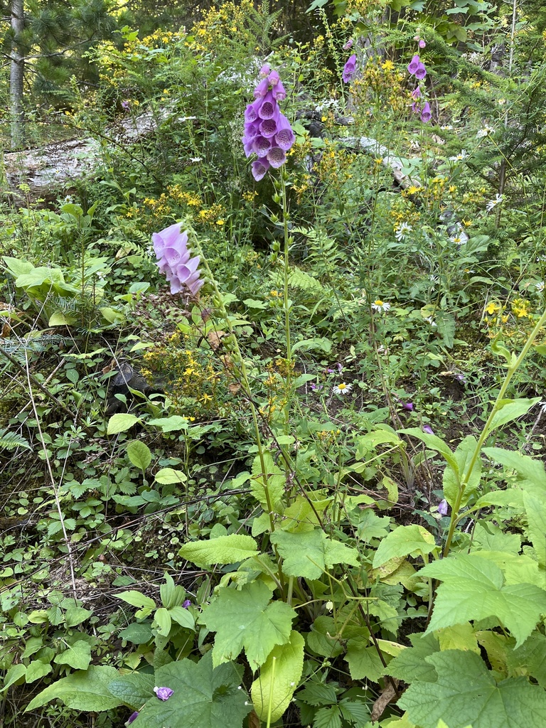 purple foxglove from Idaho Panhandle National Forest, Hayden, ID, US on ...