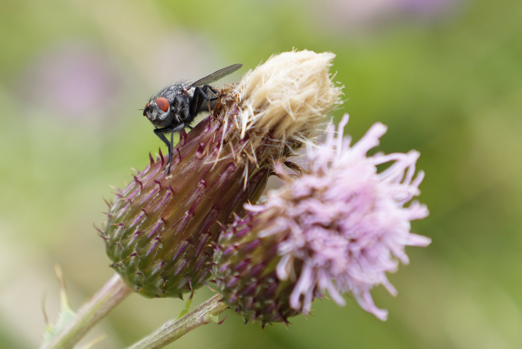 Bot Flies, Blow Flies, and Allies from Wollaston, Wellingborough, UK on ...