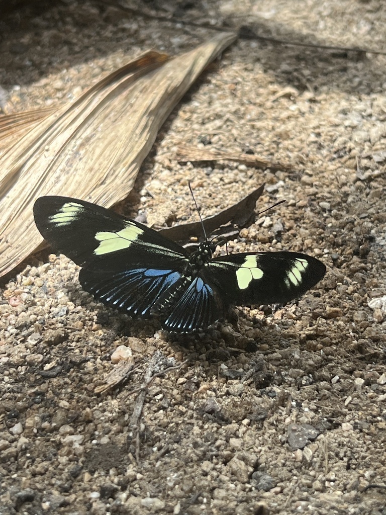 Doris Longwing from Mera, Pastaza, EC on July 13, 2023 at 11:48 AM by Katrina Hill · iNaturalist