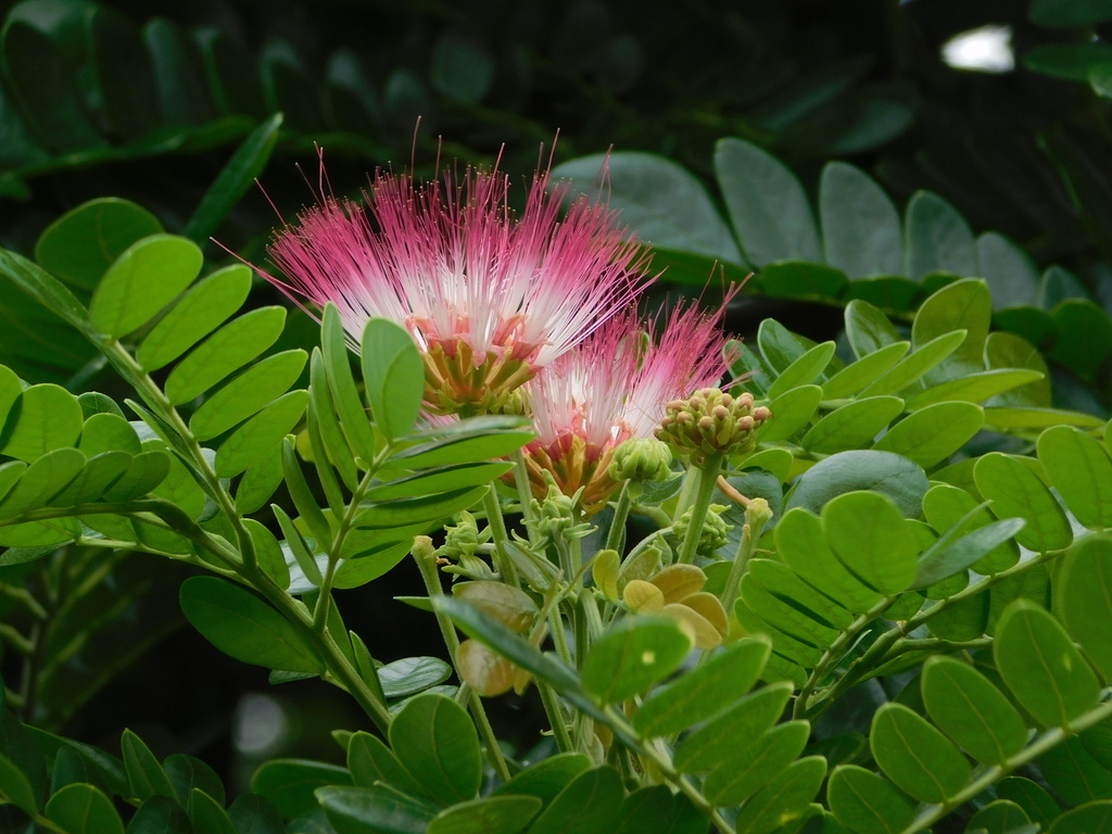 Monkey pod tree from Stella Maris College on July 6, 2023 at 07:42 AM ...