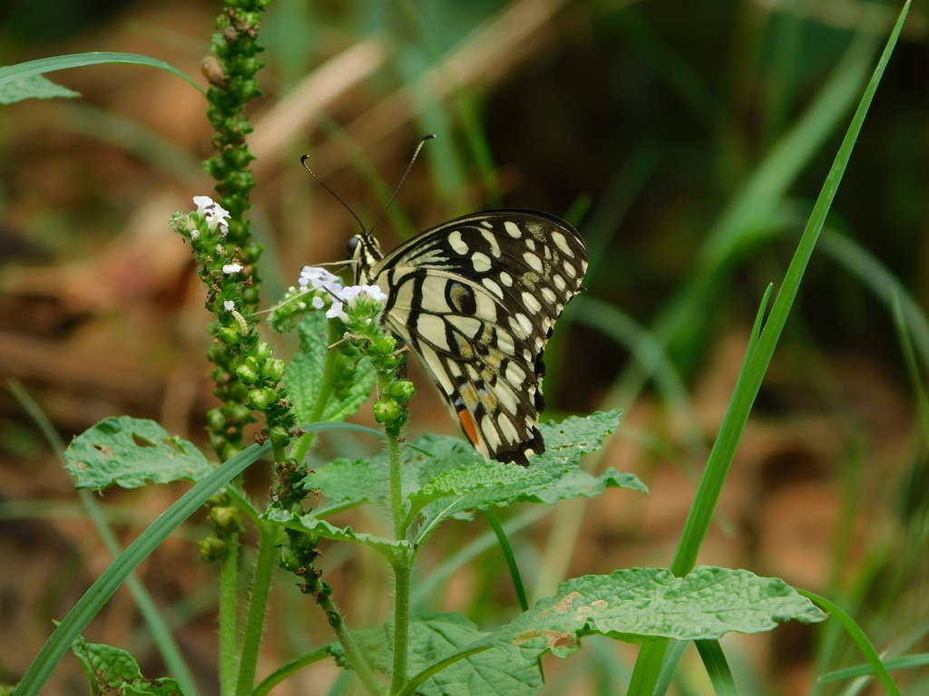 Lime Swallowtail from Stella Maris College on July 12, 2023 at 10:56 AM ...