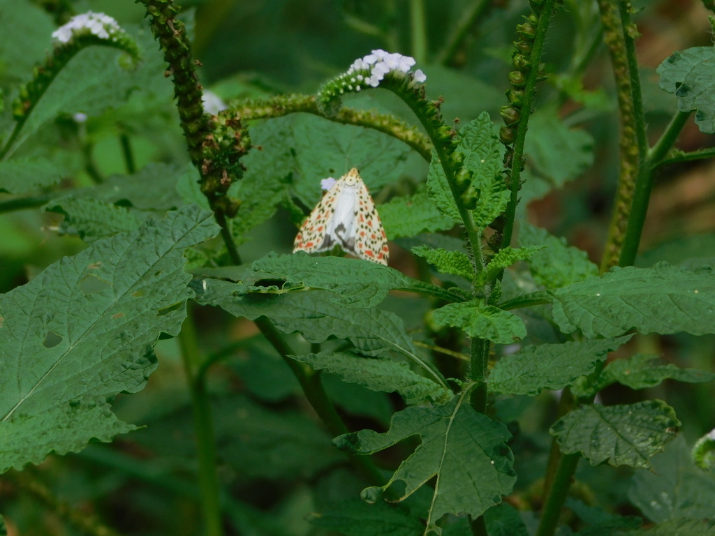 Rattlepod Moths from Stella Maris College on July 12, 2023 at 10:57 AM ...