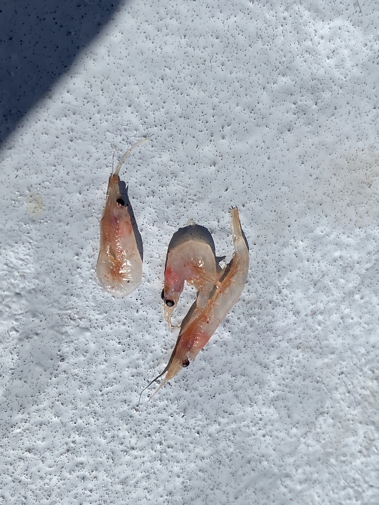 Northern Krill from Molde, Norwegen on July 12, 2023 at 10:27 AM by ...