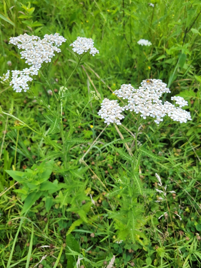 common yarrow from Washington County, US-PA, US on July 13, 2023 at 12: ...