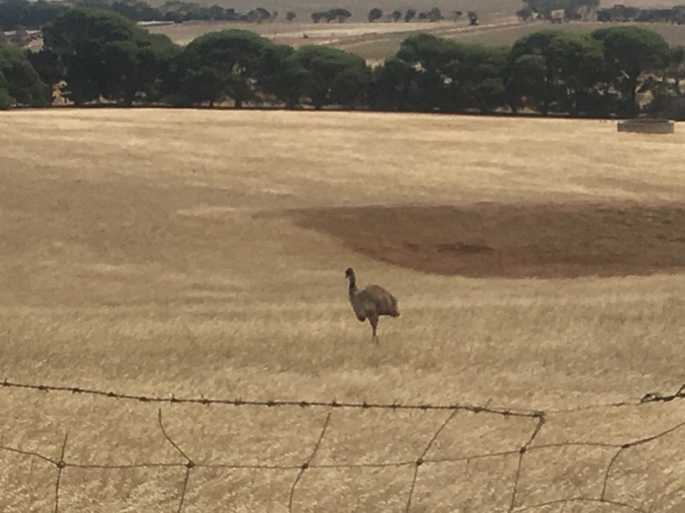 Emu in January 2019 by QuestaGame. Sighting and photos (c) chad82 ...