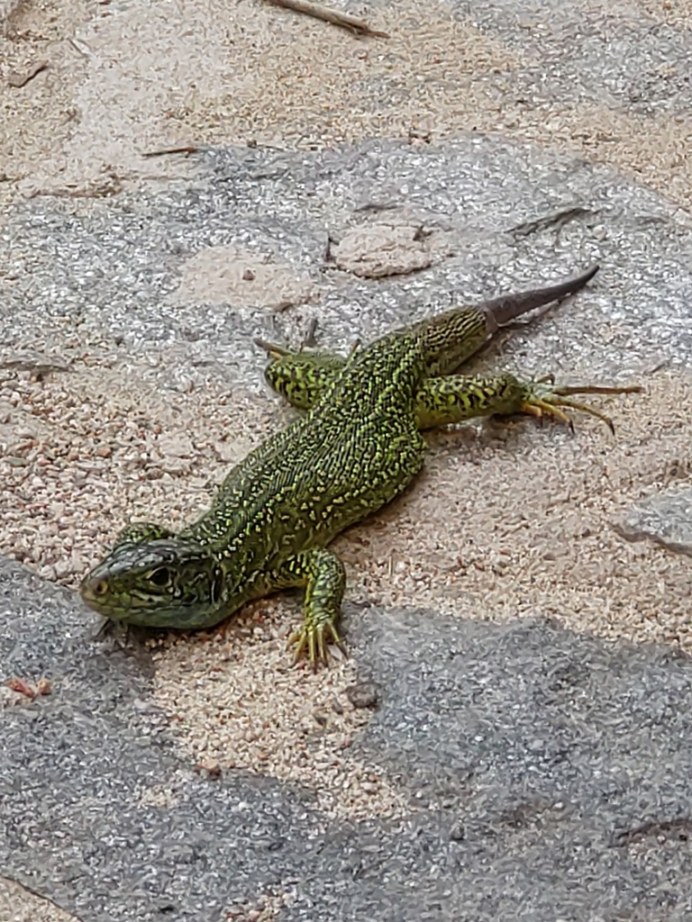 Western Green Lizard from 14020 Settime AT, Italia on July 13, 2023 at ...