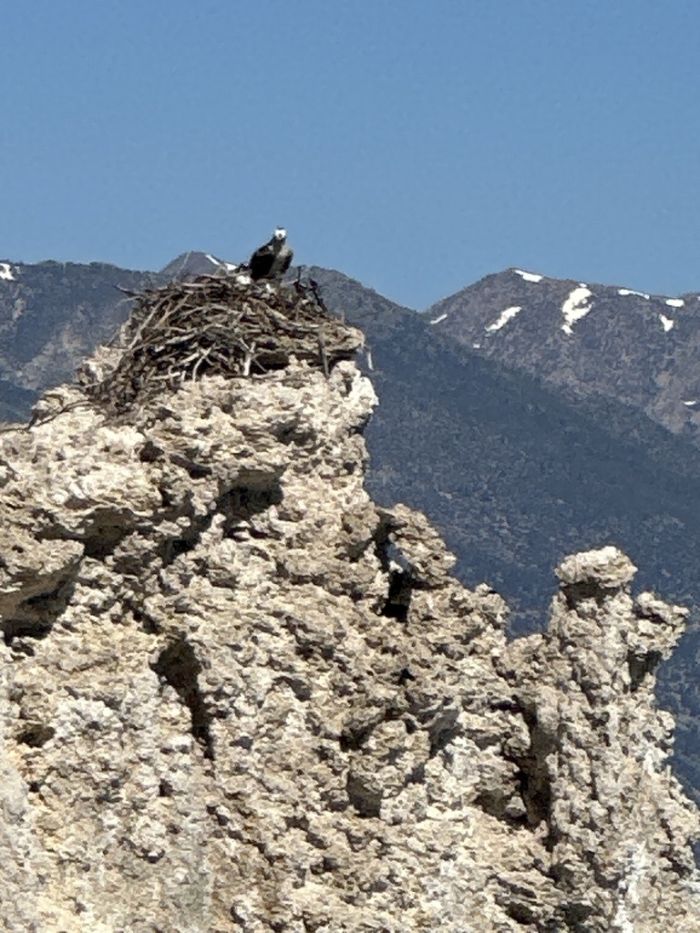 Osprey from Mono Lake, Benton, CA, US on July 13, 2023 at 10:10 AM by ...
