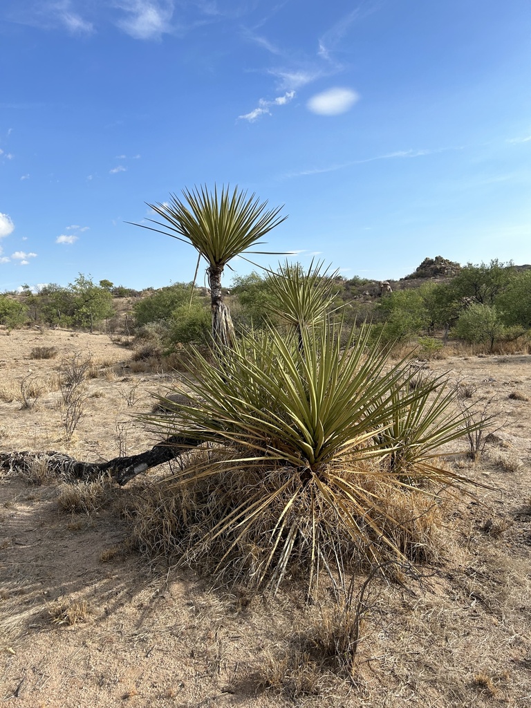 Arizona Yucca from Pitiquito, SON, MX on July 12, 2023 at 05:04 PM by ...