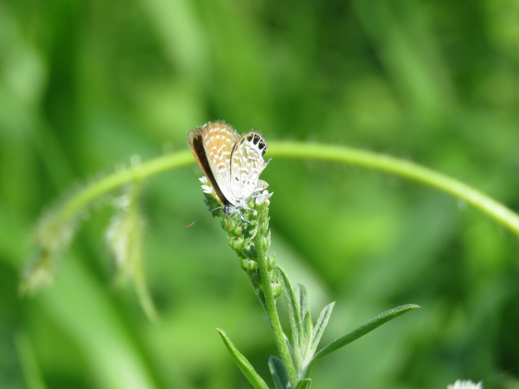 Common Western Pygmy Blue from La Riviera, Juchitán de Zaragoza, Oax ...