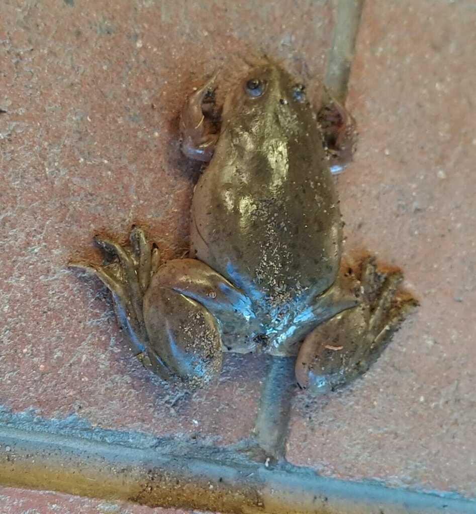 African Clawed Frog from St Lucia, South Africa, South Africa on July ...