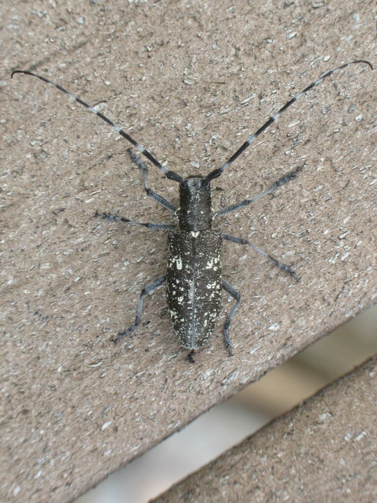 White-spotted Sawyer Beetle from 5139 Ten Bears Ct, Laporte, CO 80535 ...