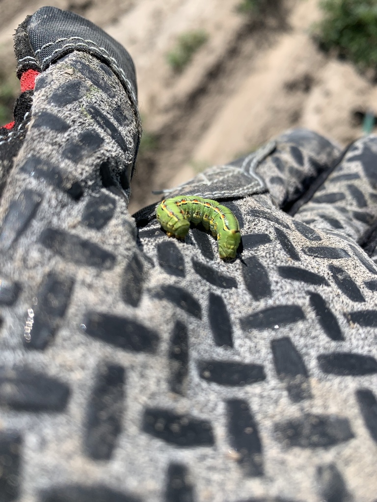 White-lined Sphinx from Lionel Harris Rd, Mitchell, NE, US on July 13 ...