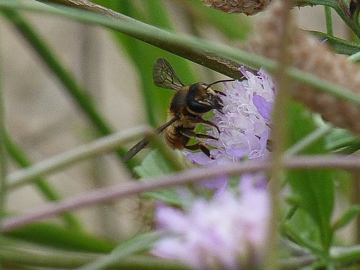 Banded Mud Bee from 08398 Santa Susanna, Barcelona, Espanya on July 13 ...
