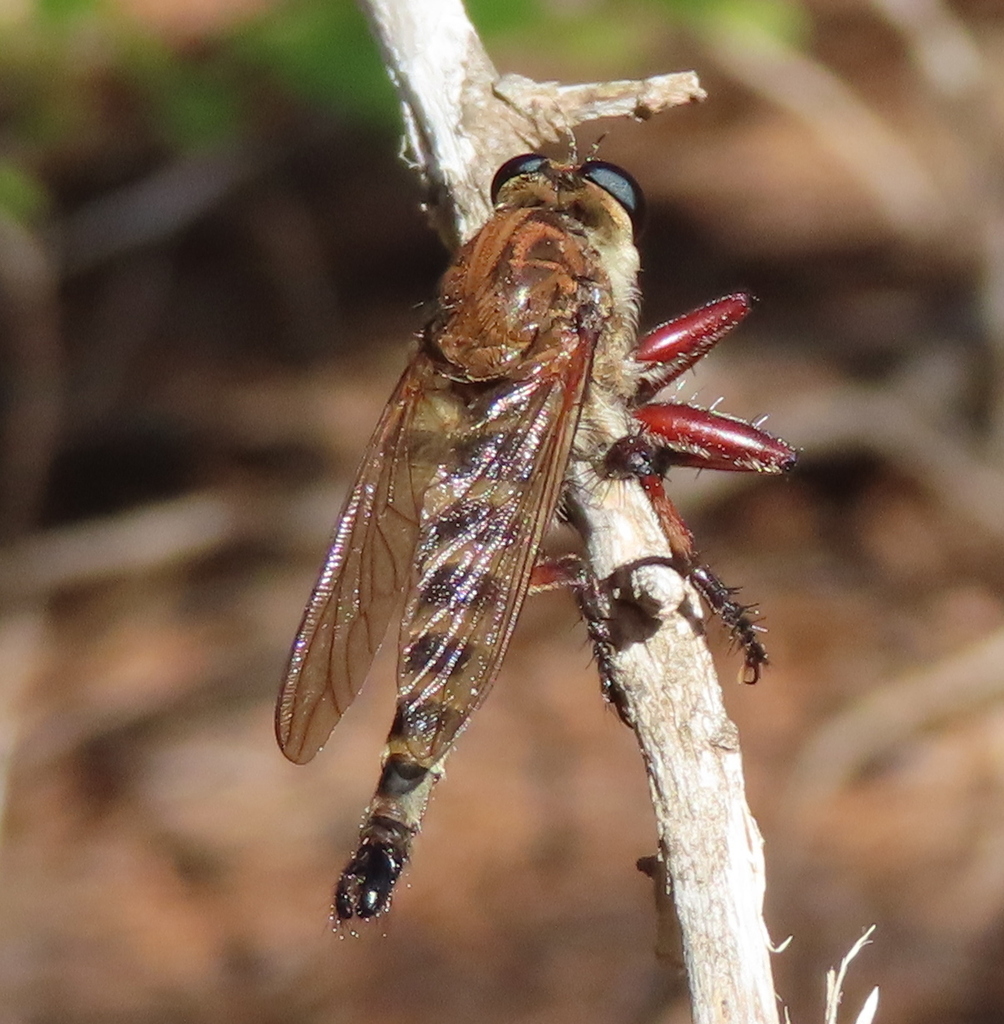 Maroon-legged Lion Fly from Georgetown, TX, USA on July 13, 2023 at 10: ...