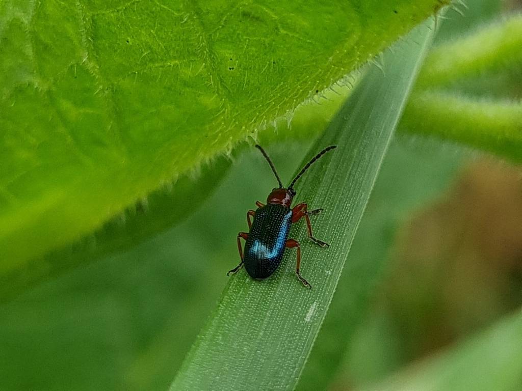Oulema melanopus from 14880 Hermanville-sur-Mer, France on July 13 ...