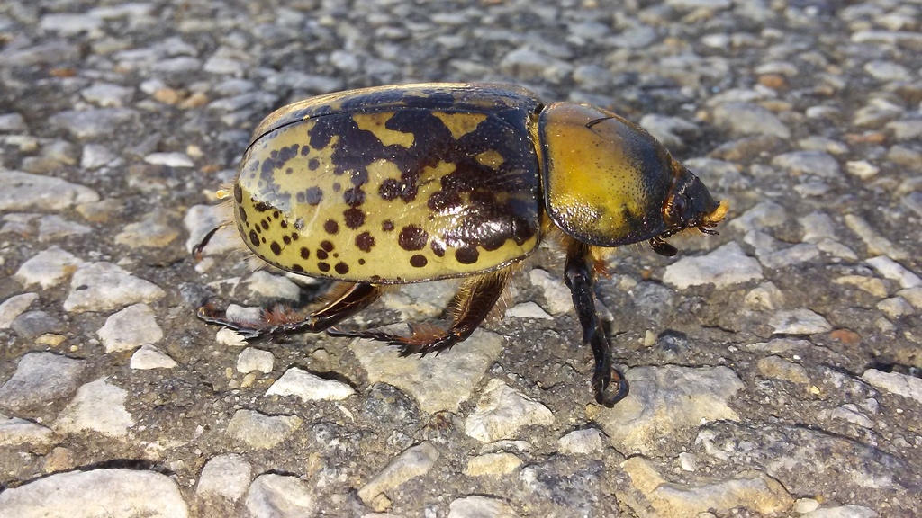 Eastern Hercules Beetle from Target, California, MD, USA on July 11 ...