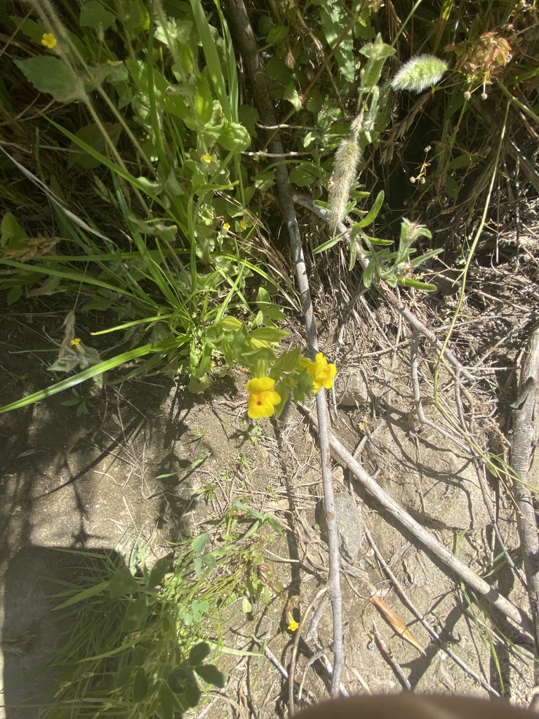 shy monkeyflower from Whitney Canyon Park, Santa Clarita, CA, US on ...